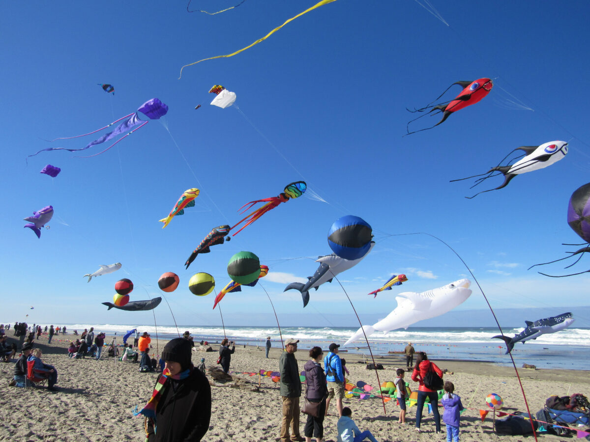 Kites - The Sea Gulp